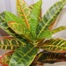 12-13 Tall Multi-colored LARGE CROTON PLANT Artificial - Etsy