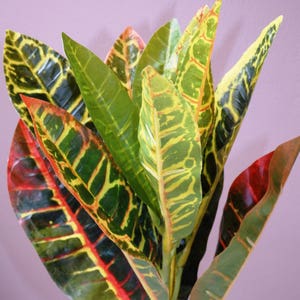 10 Tall MEDIUM Multi-colored CROTON PLANT Artificial Plastic-coated ...