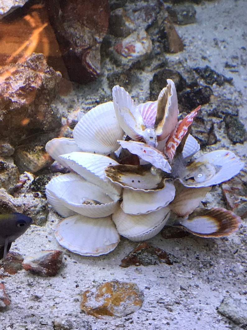 Sea SHELL ART 5 Cluster Sculpture With 1 Hidden Pearl 1 - Etsy