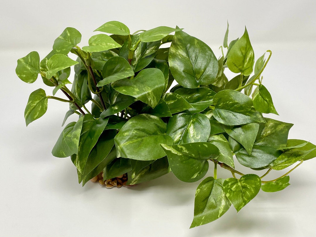 10" Wide X 6" Tall LARGE Green/white POTHOS BUSH & Vines, Soft Silk ...