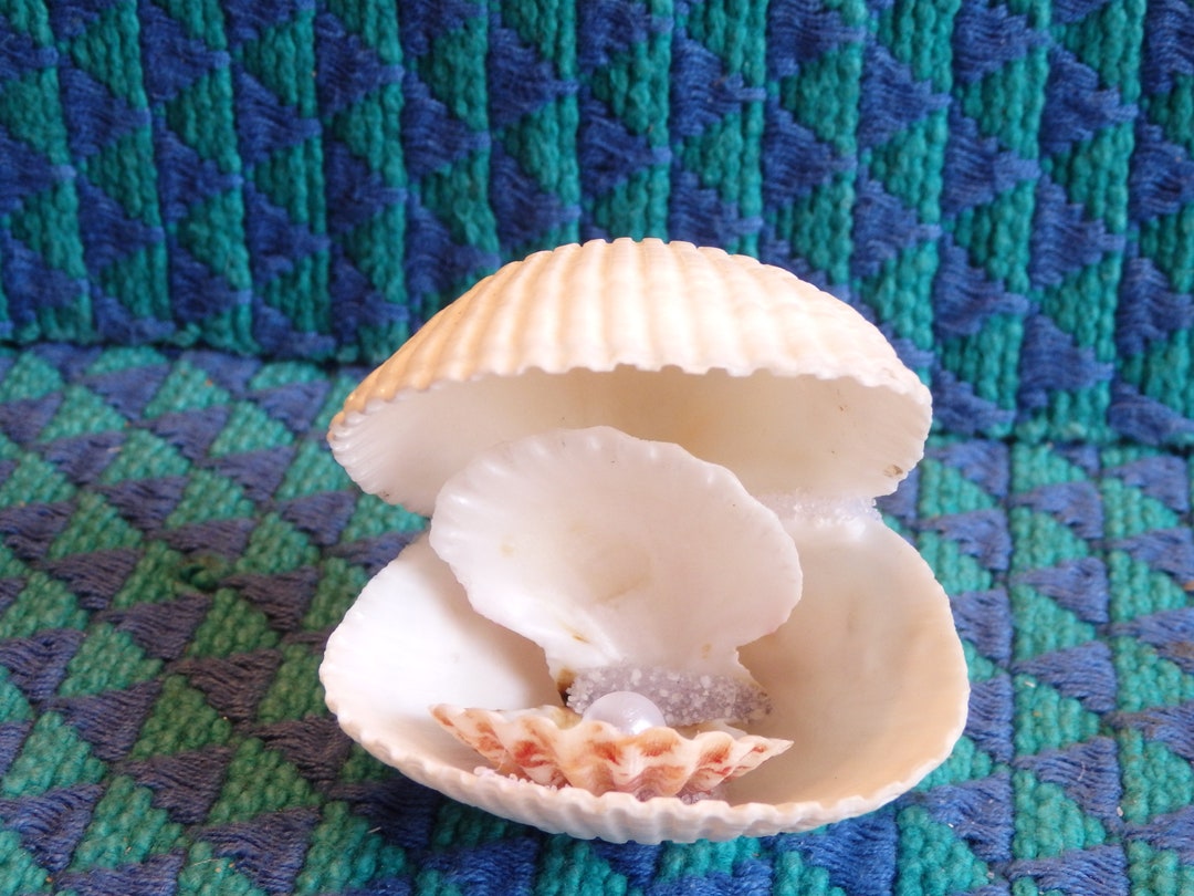 Sea SHELL TREASURE CHEST Sculpture With Mini Shell Set & Pearl Inside ...