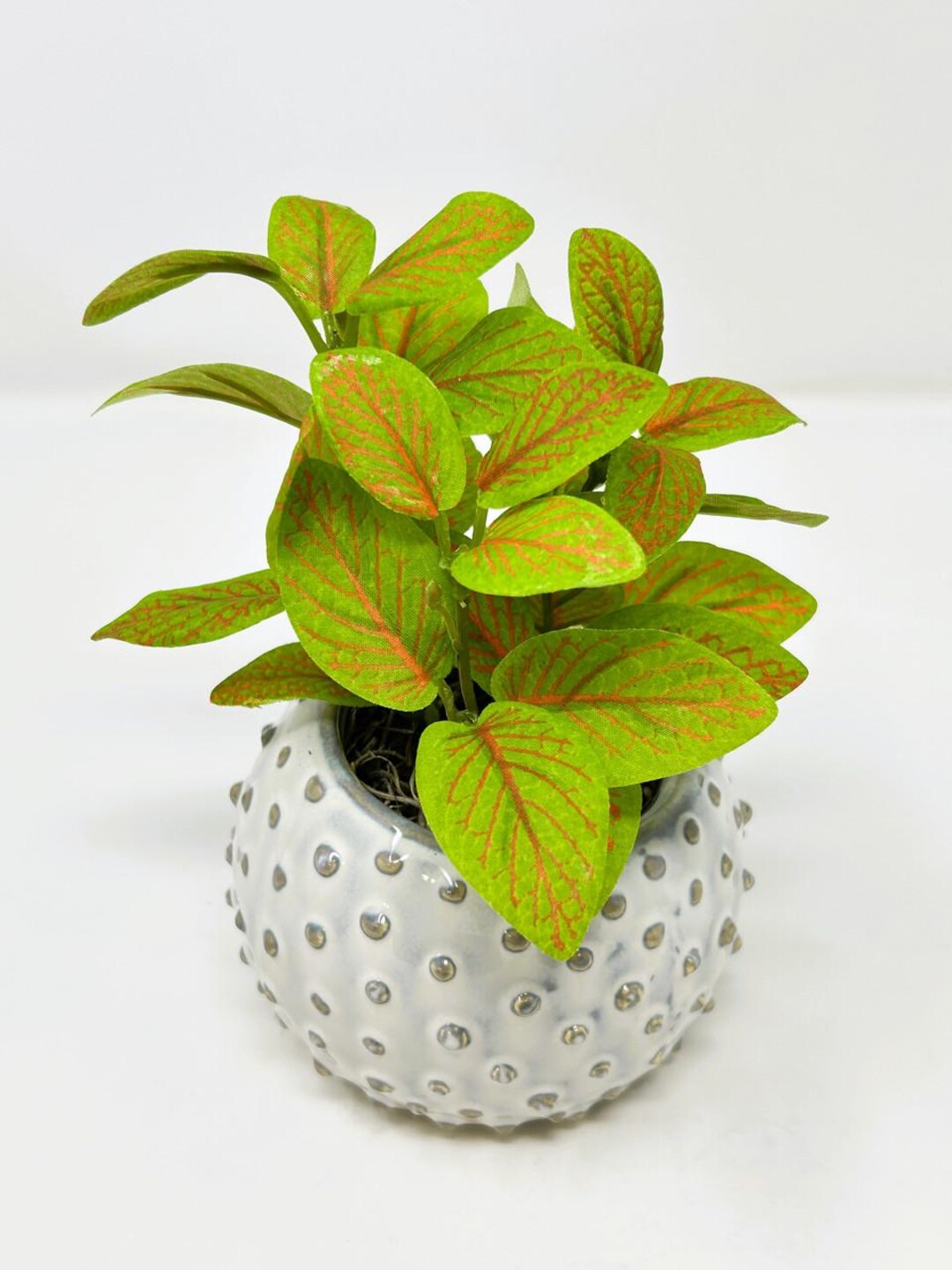 Mini Lt Green & Red Fittonia Nerve Plant in Cream Dot Ceramic Pot, 6 ...