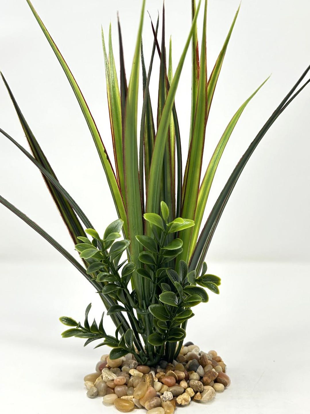10" Green-red Vanilla SWORD Grass & Sage BOXWOOD Combo Plant 803C ...