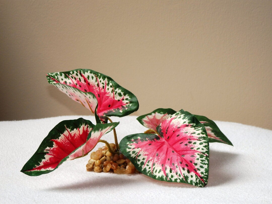 Mini Pink & Green Caladium Silk Aquarium Plant With Stone Base - Etsy