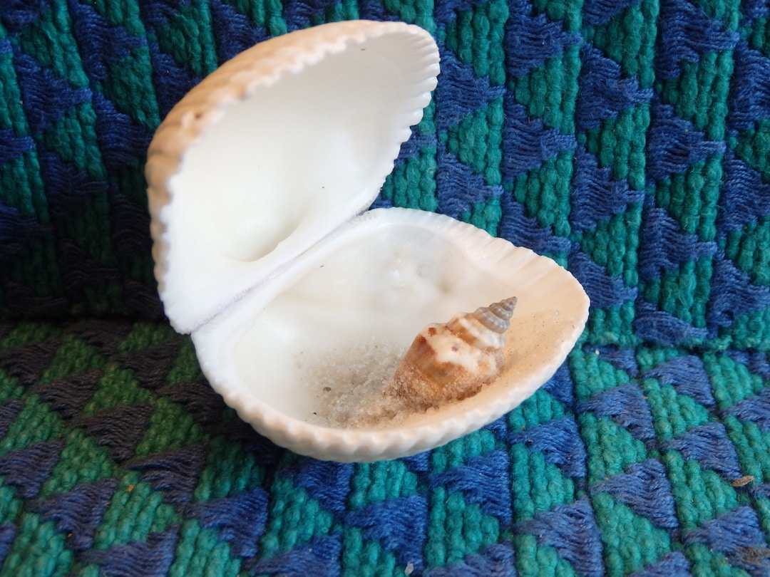 Sea SHELL TREASURE CHEST Sculpture With Baby Shell Inside, Treasure ...