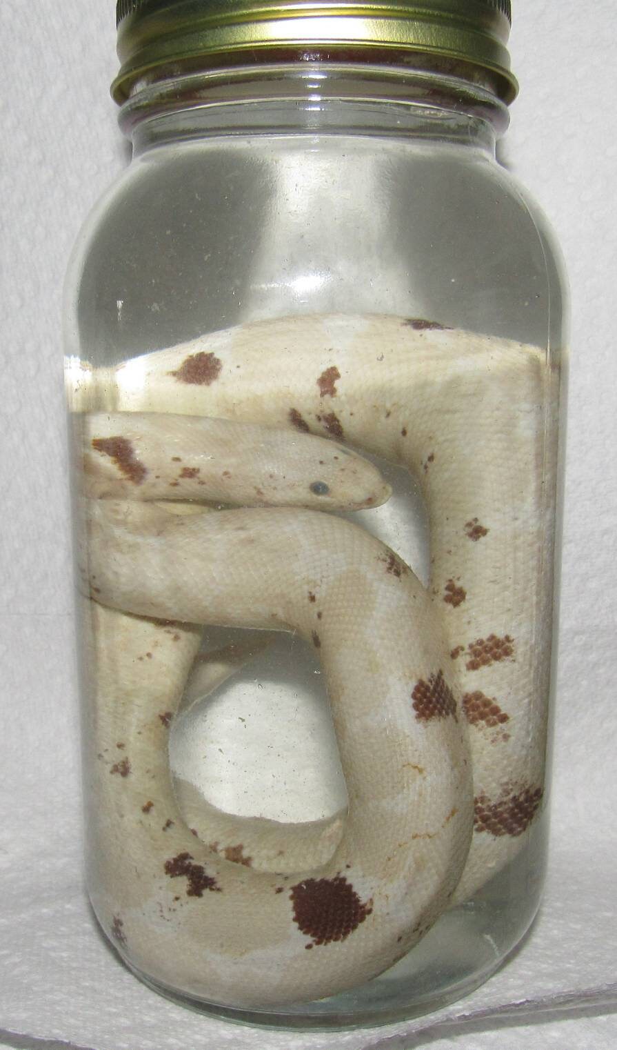 Paradox Snow Corn Snake