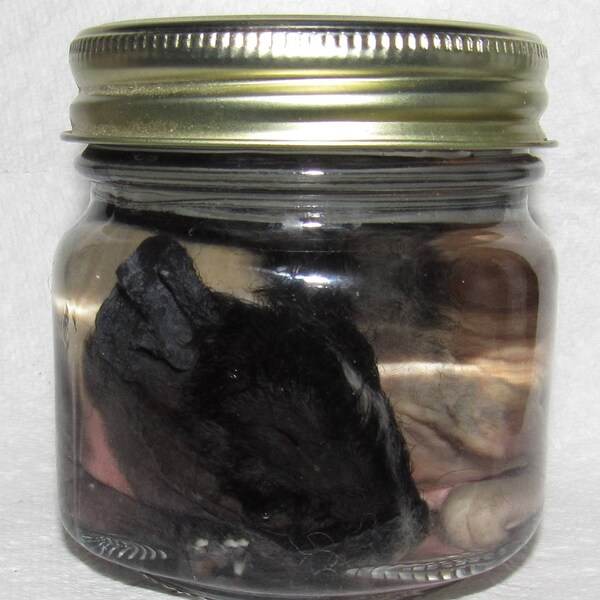 Wet Specimens - Etsy