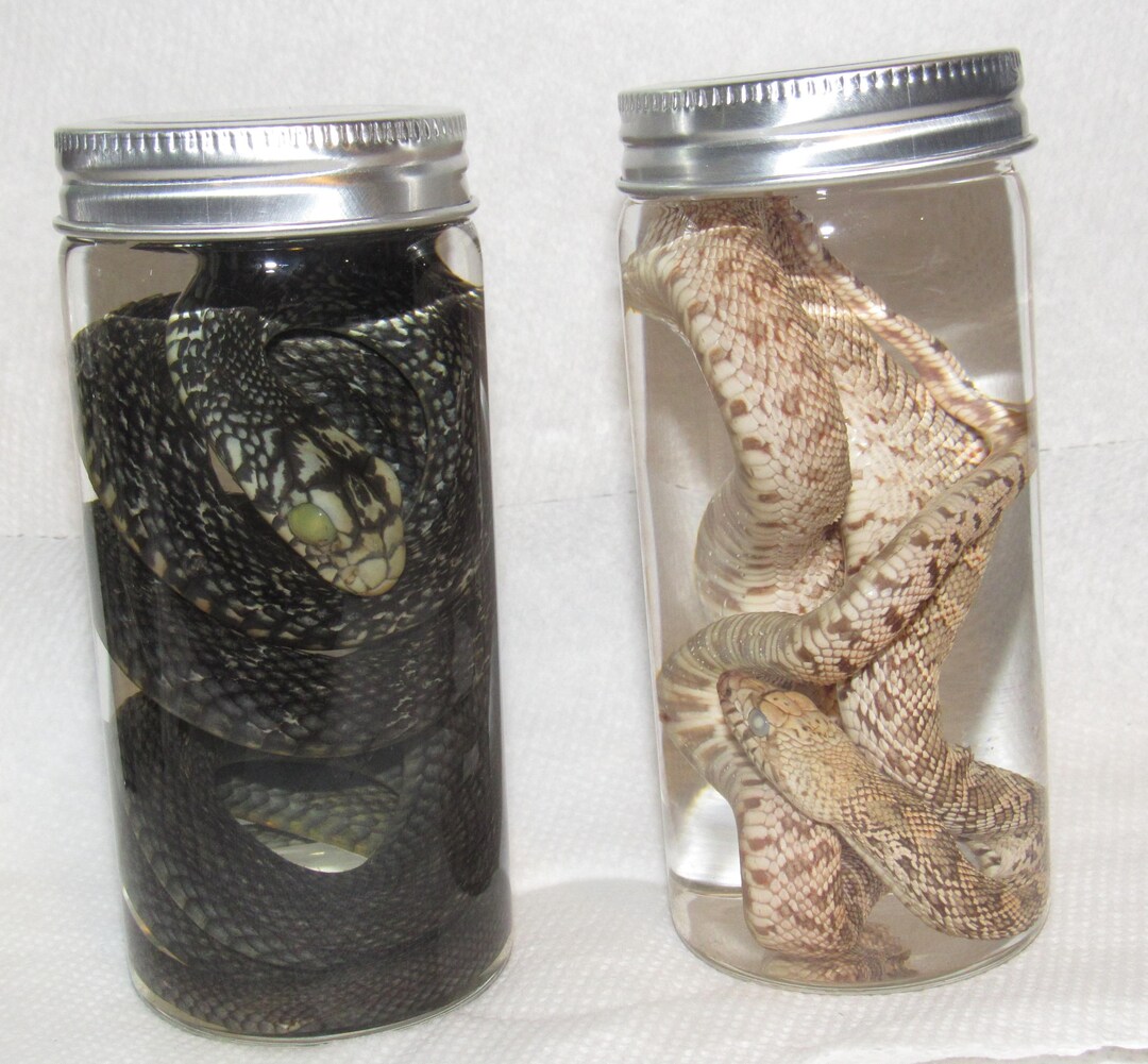Medium Wet Specimen Reptile Snake Oddity Taxidermy - Etsy
