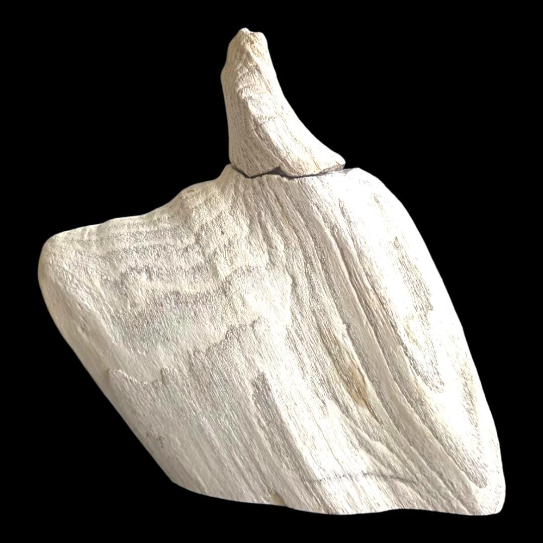 COLLECTOR SPECIMEN!! Opalized Petrified Wood: Montana Fossilized Tree ...
