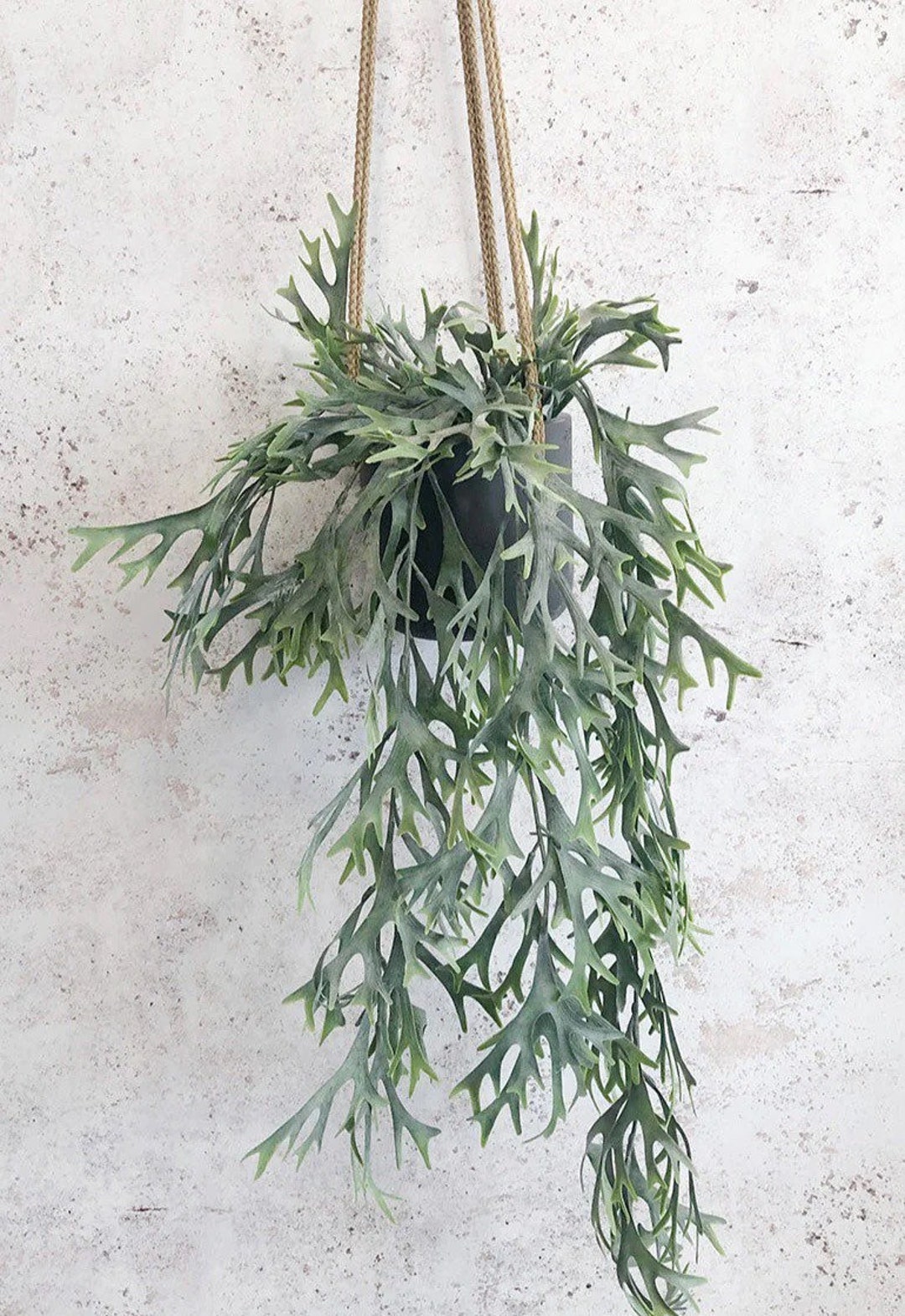 Artificial Trailing Staghorn Fern Plant, Green and Grey Coloured Faux ...