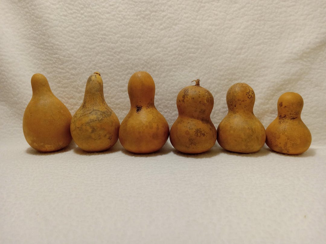 Gourds,6pc Mixed Gourds,mini Gourds,dried Gourds,clean Gourds,gourds ...