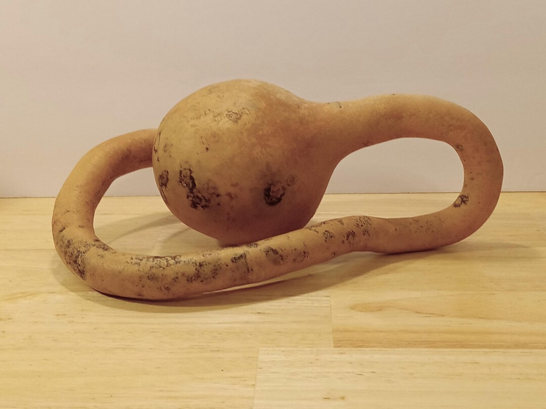 Curly Dipper Gourds,gourds,dried Gourds,gourds for Crafting,natural ...