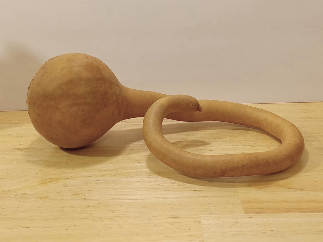 Curly Dipper Gourds,gourds,dried Gourds,gourds for Crafting,natural ...