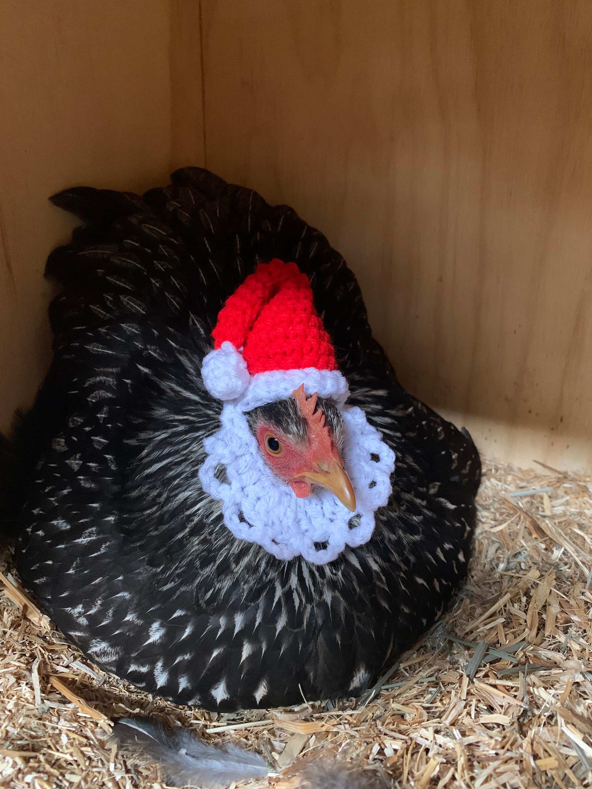 Chicken With Santa Hat