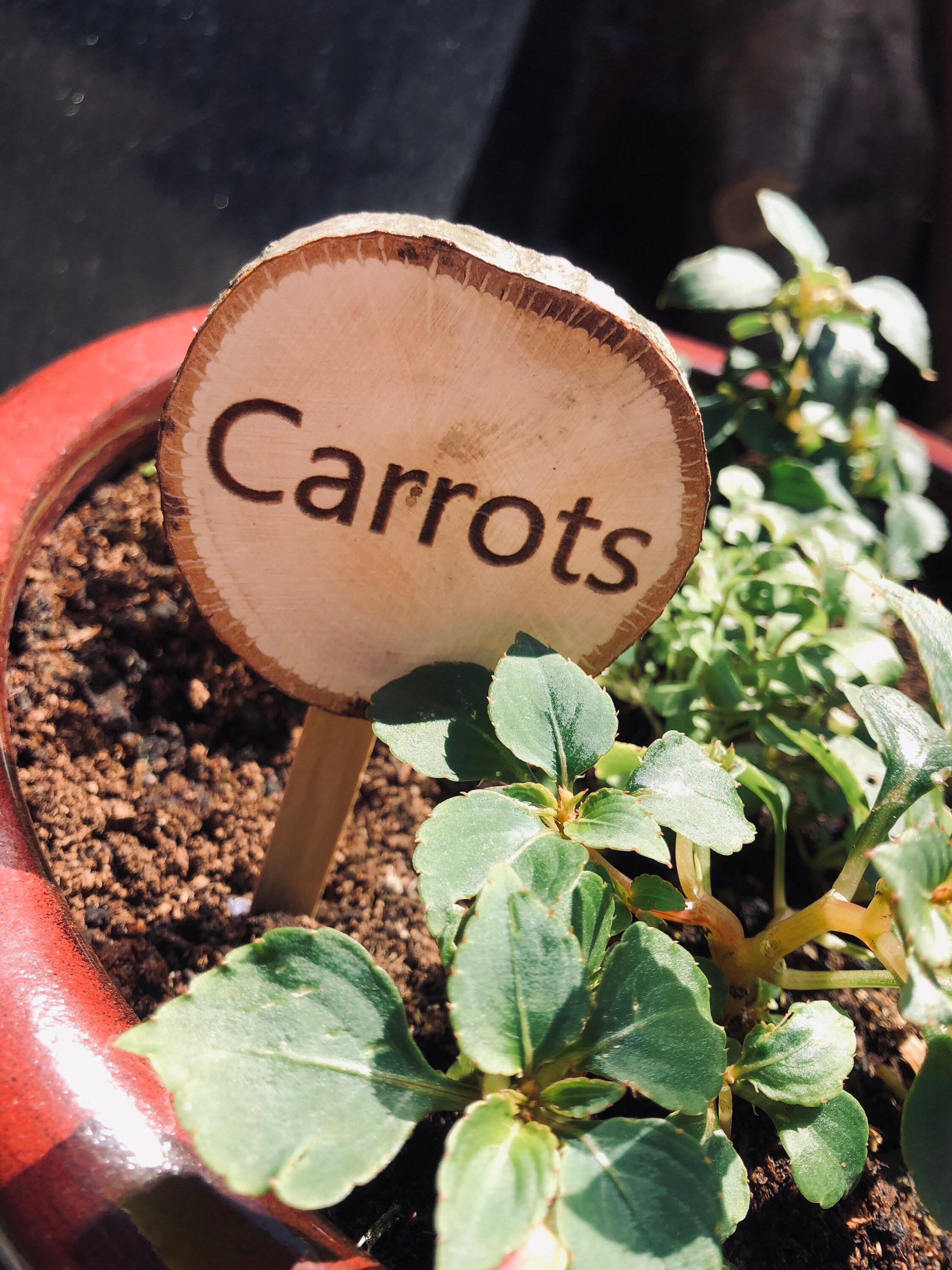 Garden Plant Signs Garden Markers for Seed Beds Vegetable - Etsy UK