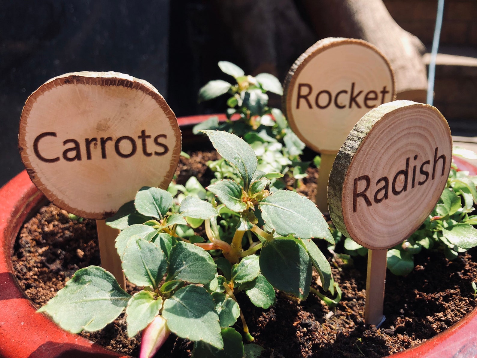 Garden Plant Signs Garden Markers for Seed Beds Vegetable | Etsy UK