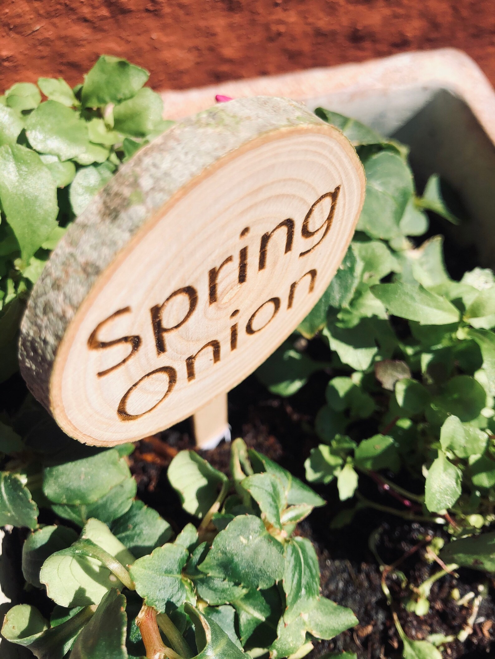 Garden Plant Signs Garden Markers for Seed Beds Vegetable | Etsy UK