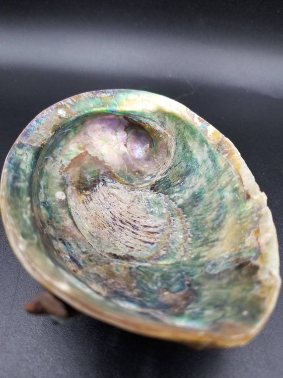 Vintage Abalone Shell Dish: Seaside Cabin Soap Dish - Gem