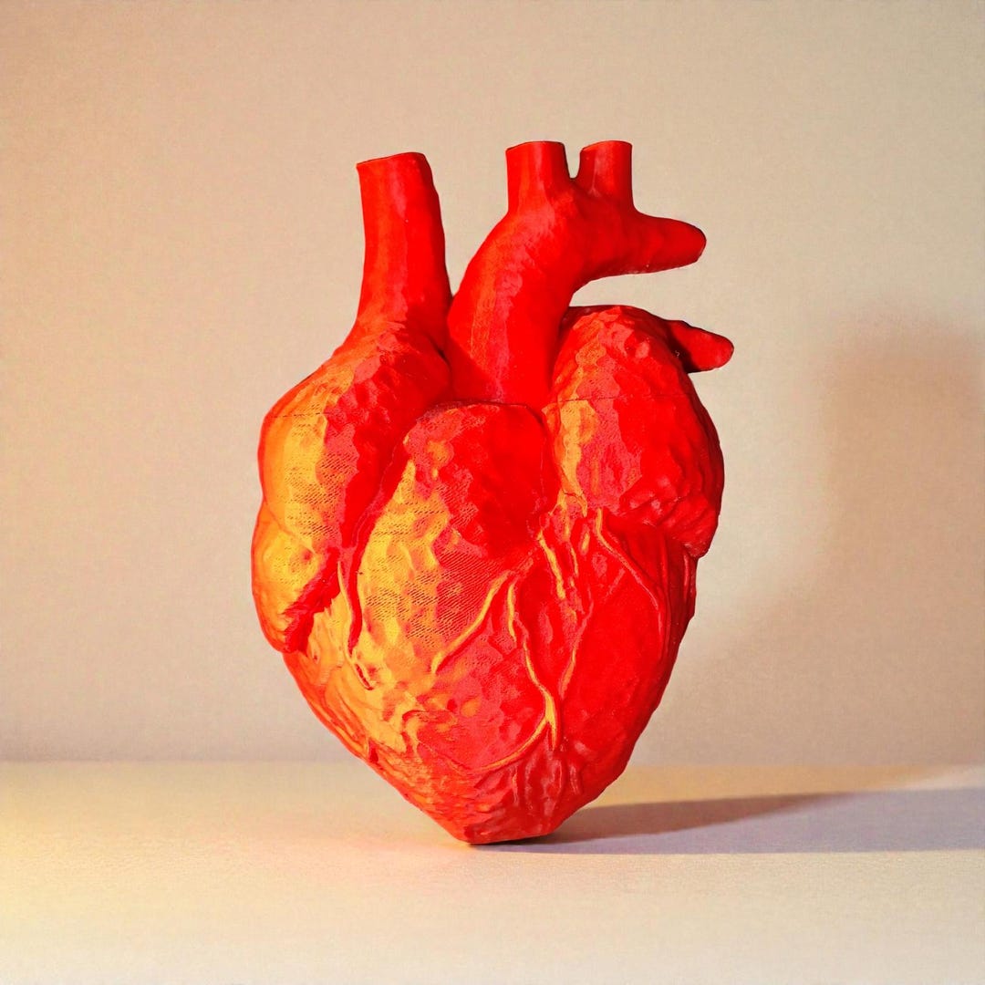 Anatomically Correct Heart – 3D Printed, Enlarged Anatomical Model - Etsy