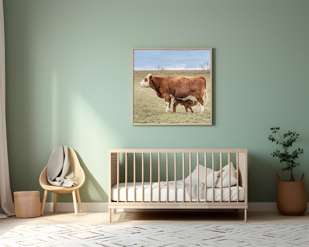 Baby Cow Photography, Baby Cow Photo, Neutral Cow Photo, Nursing Baby ...