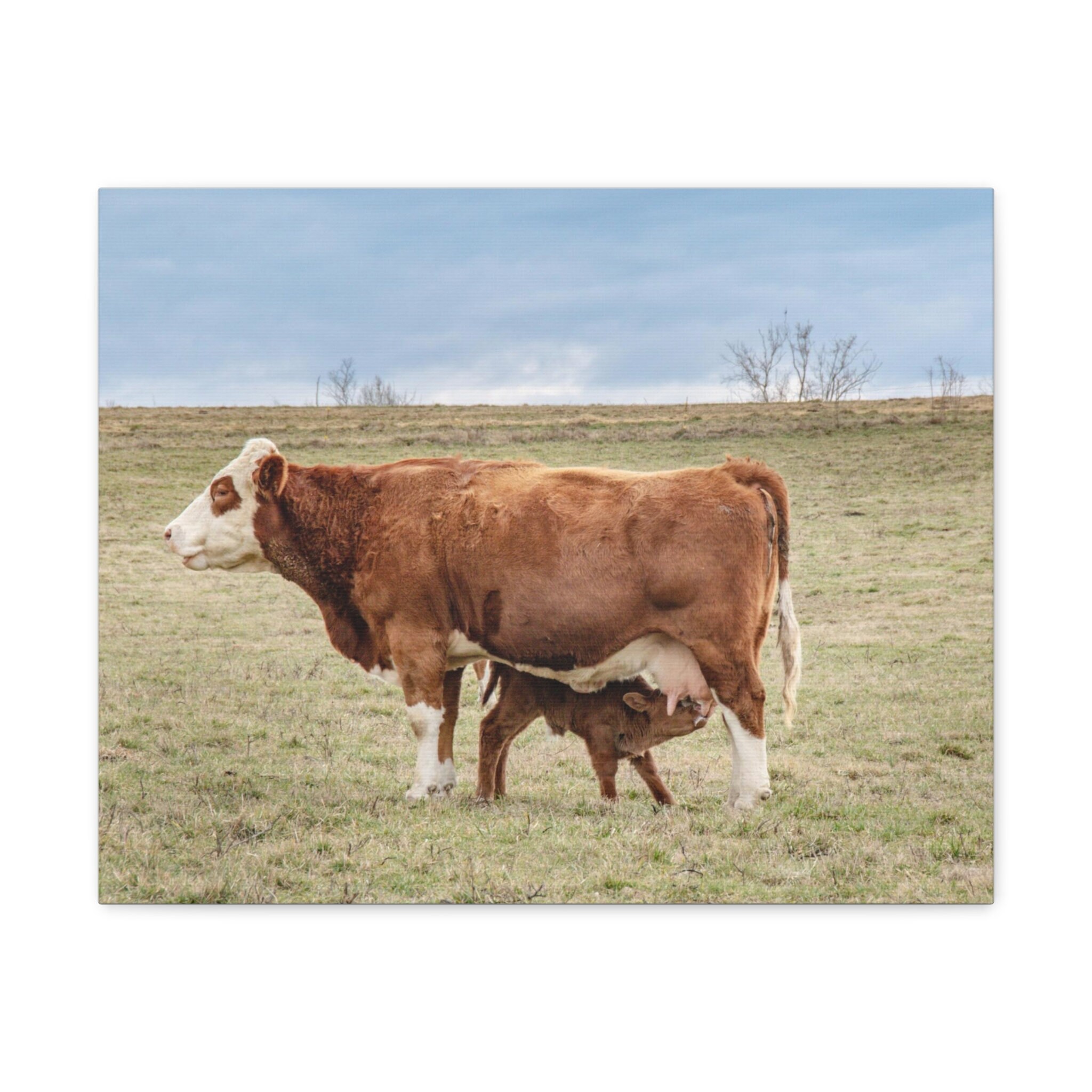 Baby Cow Photography, Baby Cow Photo, Neutral Cow Photo, Nursing Baby ...