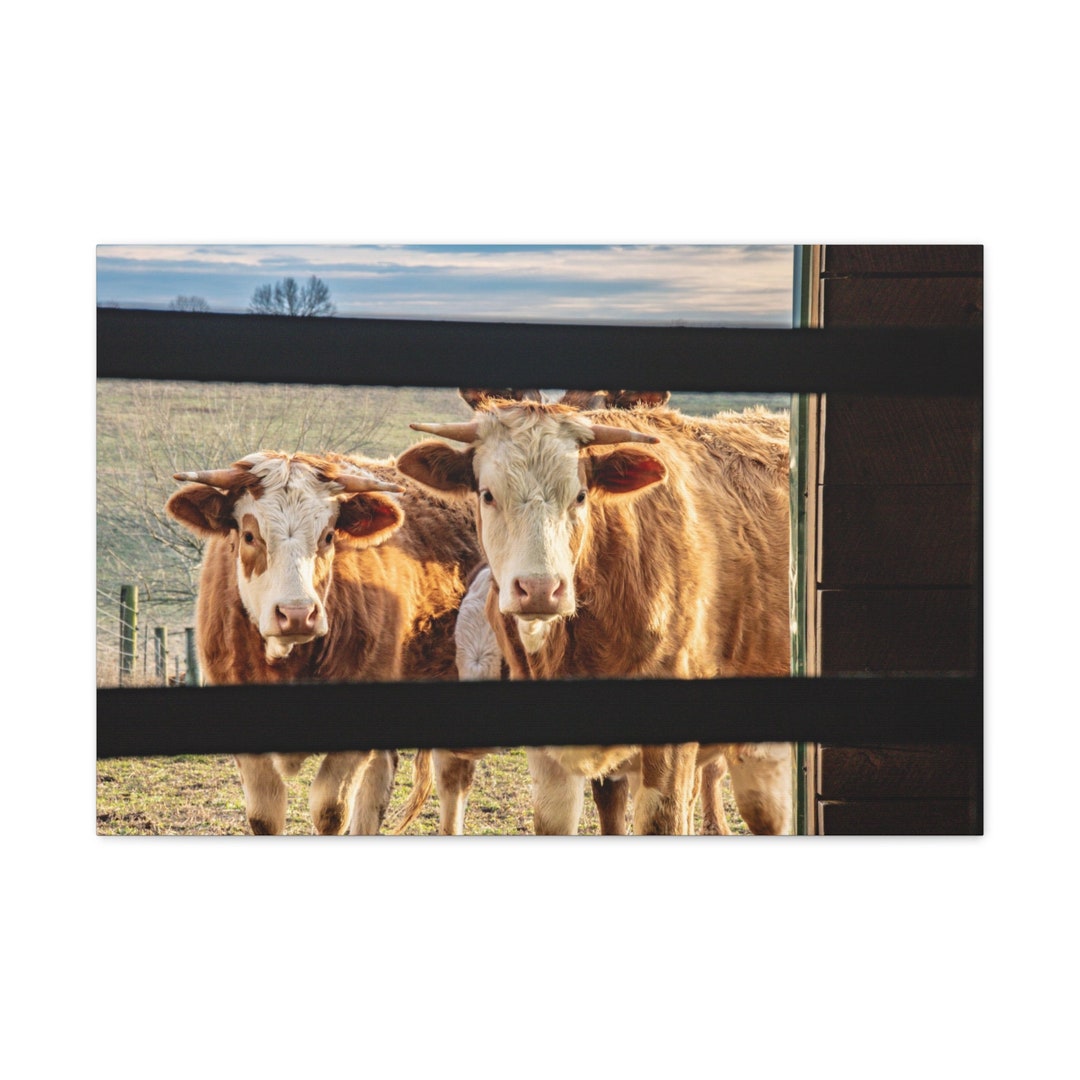 Cow Photo, Bull Photo Print, Western Art, Southwest Decor, Wester, Texs ...