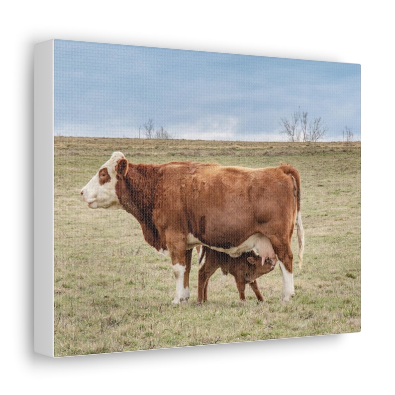 Baby Cow Photography, Baby Cow Photo, Neutral Cow Photo, Nursing Baby ...