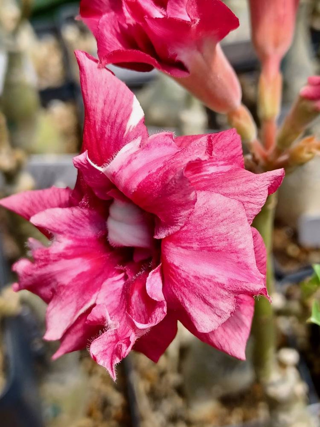 Grafted Adenium 118 Desert Rose Plant Exotic Color Adenium Obesum - Etsy