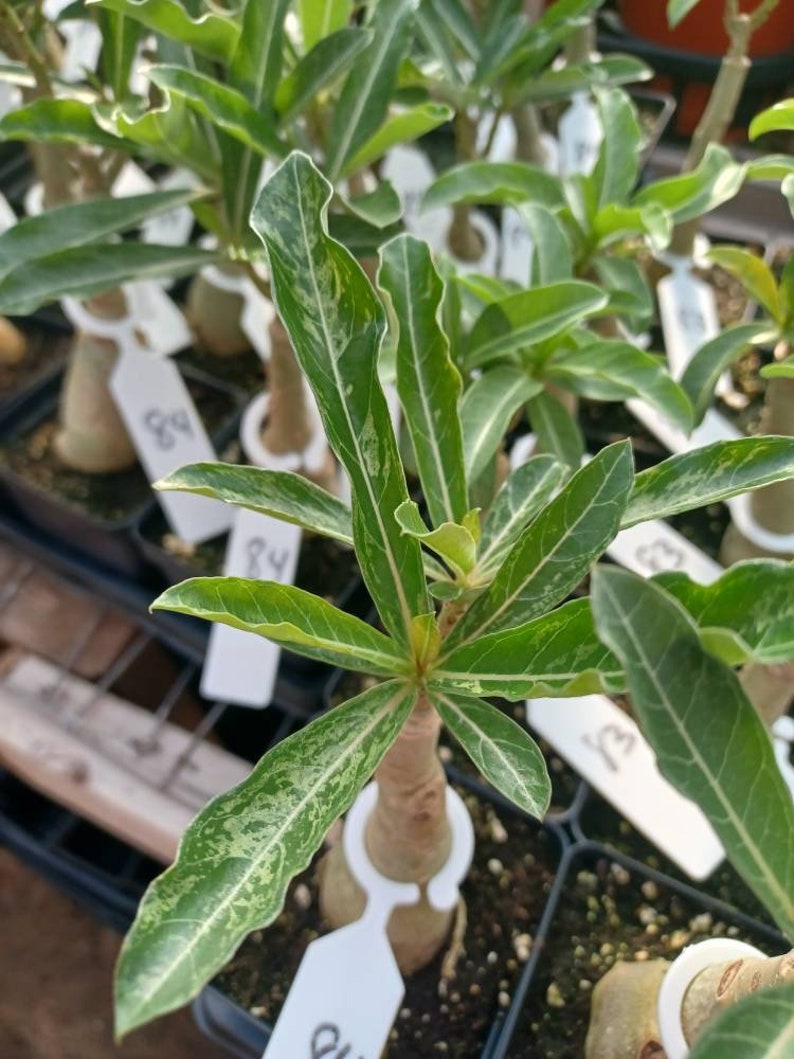 Grafted Variegated Adenium 84 Desert Rose Plant Exotic Color - Etsy