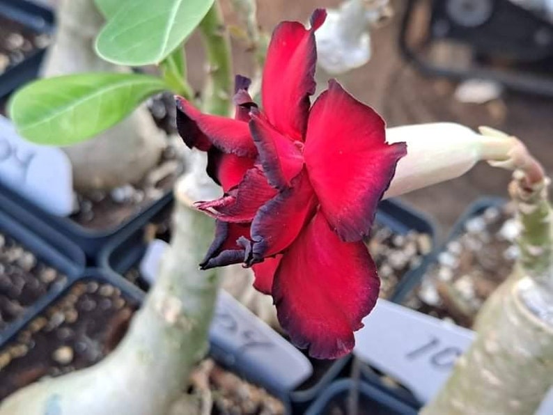 Grafted Adenium 104 Desert Rose Plant Exotic Color Adenium | Etsy