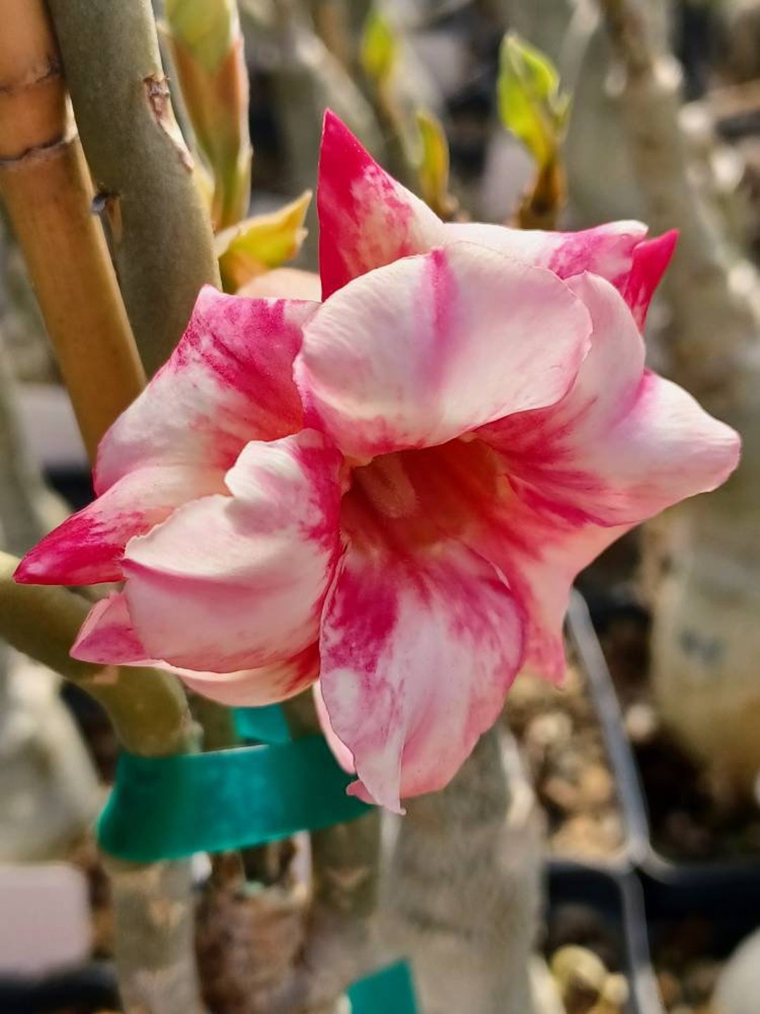 Grafted Adenium 42 Desert Rose Plant Exotic Color Adenium Obesum - Etsy