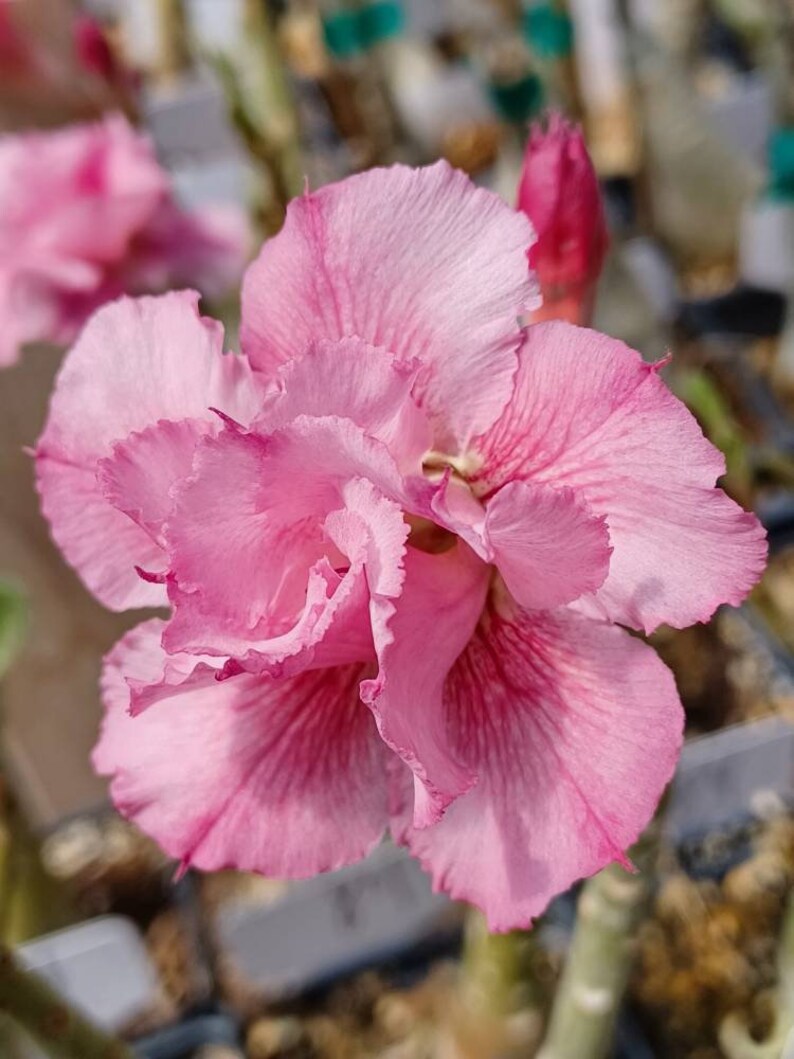 Grafted Variegated Adenium 84 Desert Rose Plant Exotic Color - Etsy