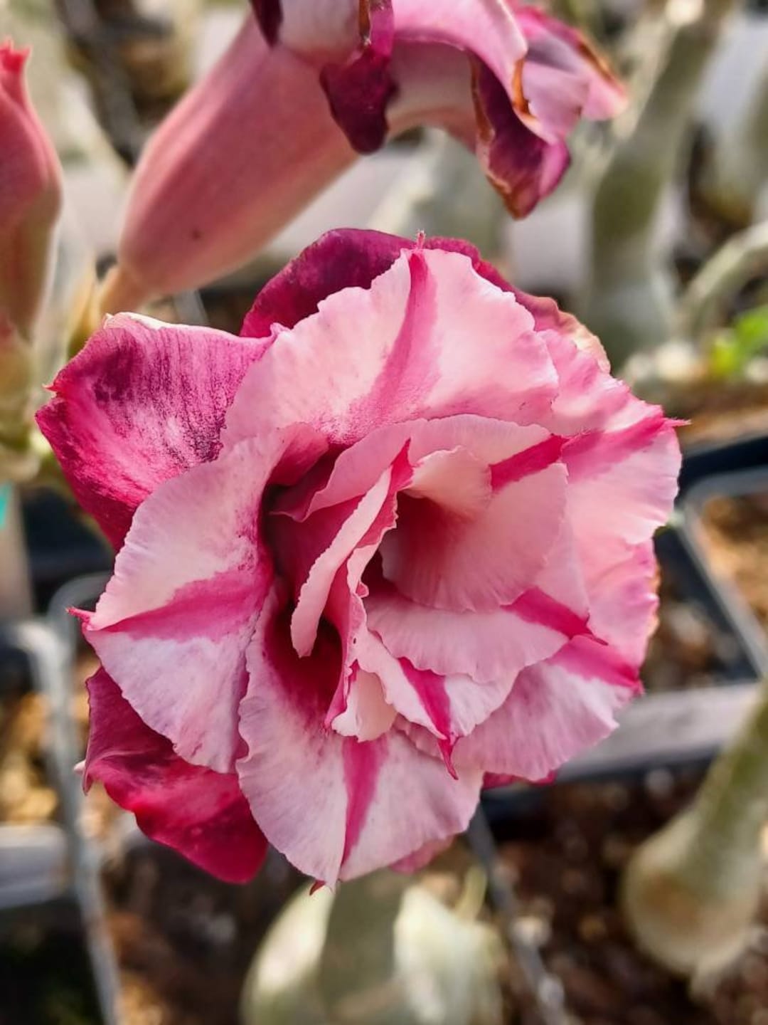 Grafted Adenium 43 Desert Rose Plant Exotic Color Adenium Obesum - Etsy