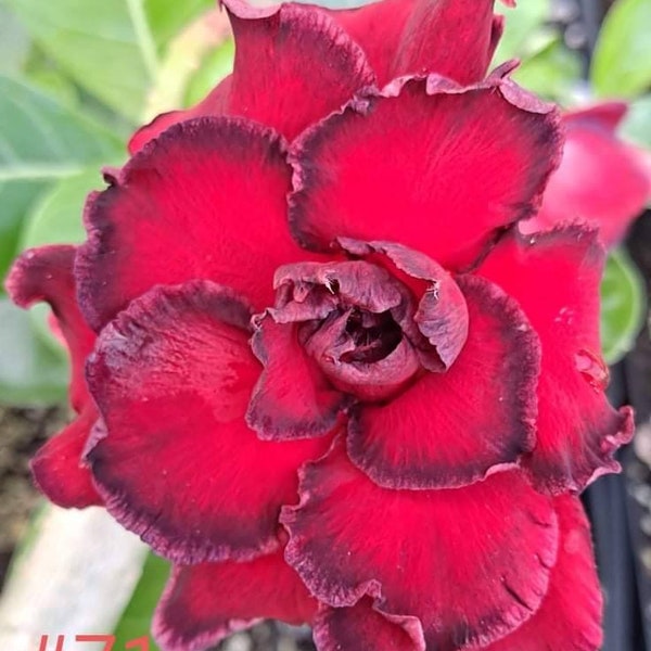 Adenium - Etsy