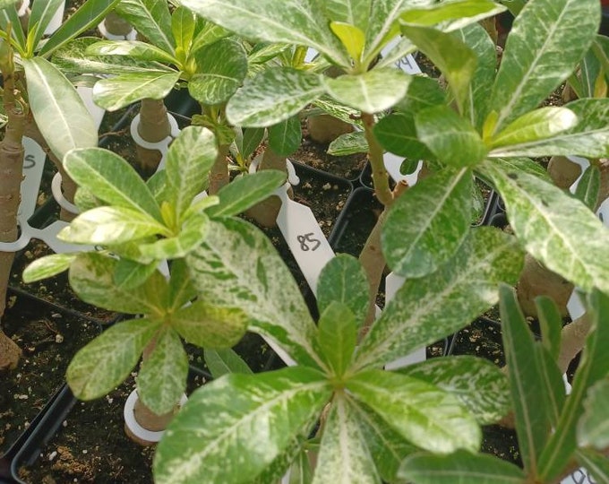Grafted Variegated Adenium #85 Desert Rose Plant Exotic Color Adenium ...