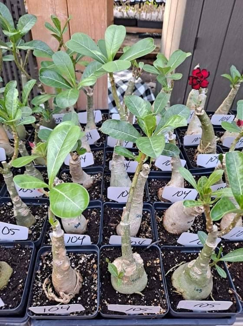 Grafted Adenium 104 Desert Rose Plant Exotic Color Adenium | Etsy