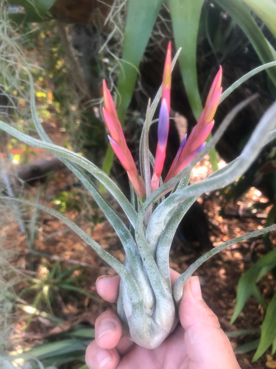 Caput Medusa Air Plant Pink/purple/red Flowercurly/alien/octopus Plant ...