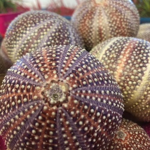 Giant Sea Urchin - Etsy