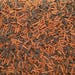 Gourmet Blend Blackworm & Earthworm Sticks Blend. GB-310 - Etsy