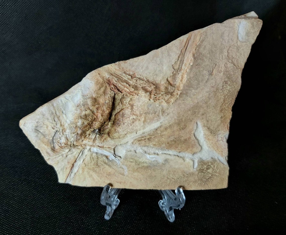 Primalbeasts OSTROMIA Crassipes Plate Replica Paleontology - Etsy