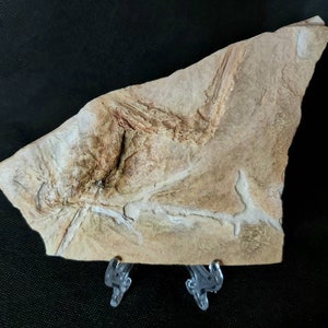 Primalbeasts OSTROMIA Crassipes Plate Replica Paleontology Dinosaurs No ...