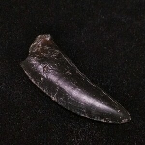 Primalbeasts Torvosaurus Sp. Tooth Replica - Paleontology - Dinosaurs ...