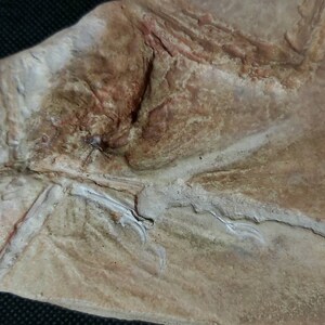 Primalbeasts OSTROMIA Crassipes Plate Replica Paleontology Dinosaurs No ...