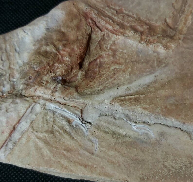 Primalbeasts OSTROMIA Crassipes Plate Replica Paleontology - Etsy