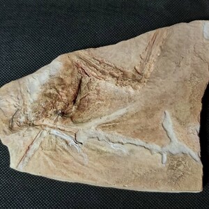 Primalbeasts OSTROMIA Crassipes Plate Replica Paleontology Dinosaurs No ...