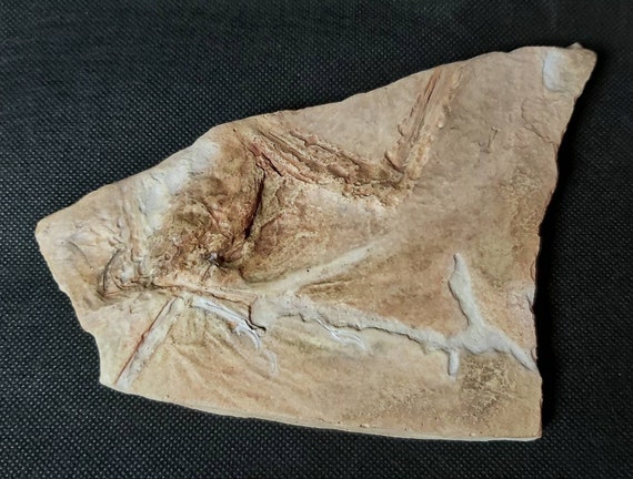 Primalbeasts OSTROMIA Crassipes Plate Replica Paleontology - Etsy