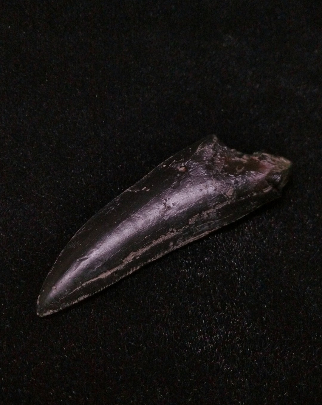 Primalbeasts Torvosaurus Sp. Tooth Replica - Paleontology - Dinosaurs ...