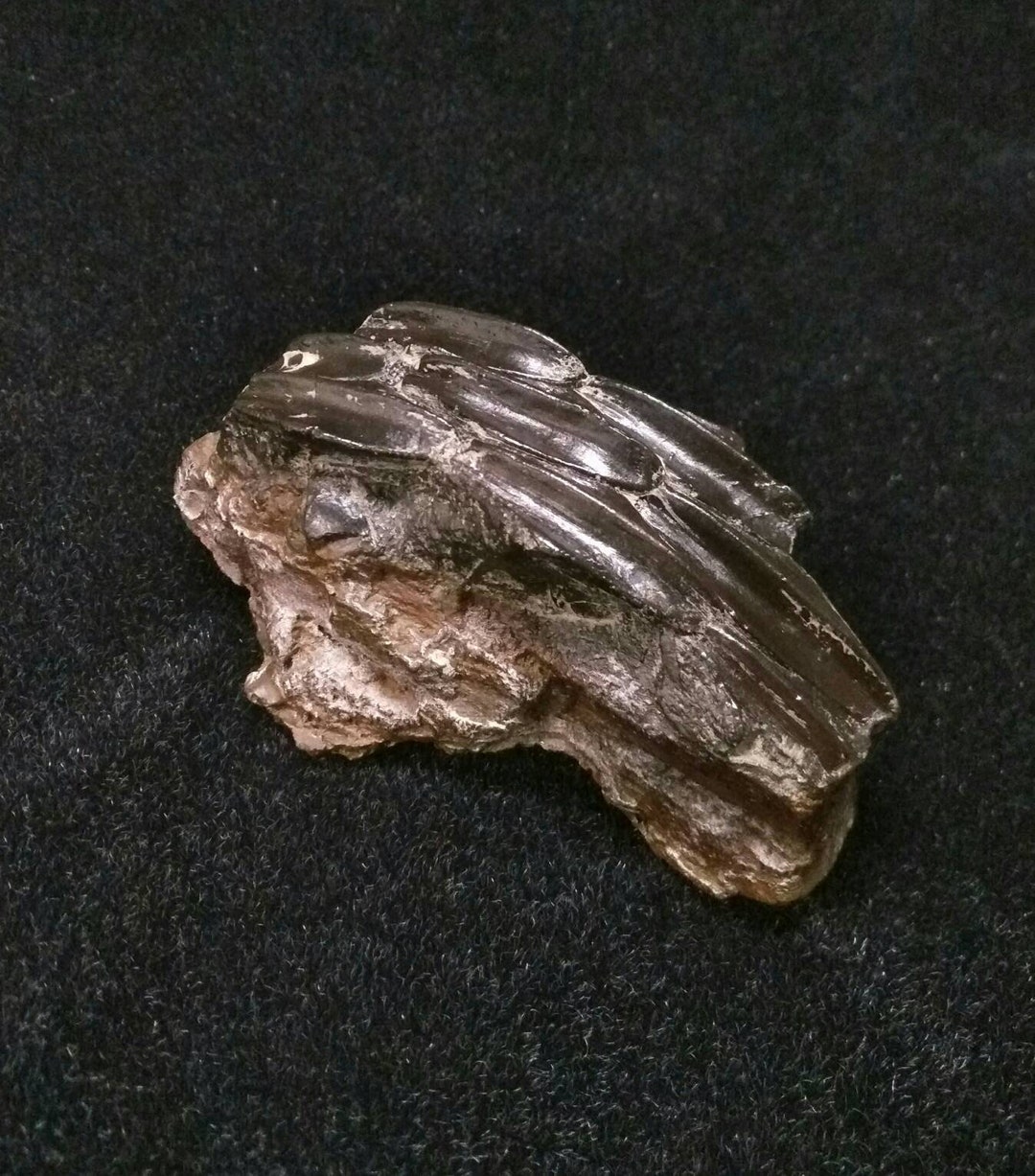 Primalbeasts EDMONTOSAURUS Partial Dentary Replica Paleontology ...