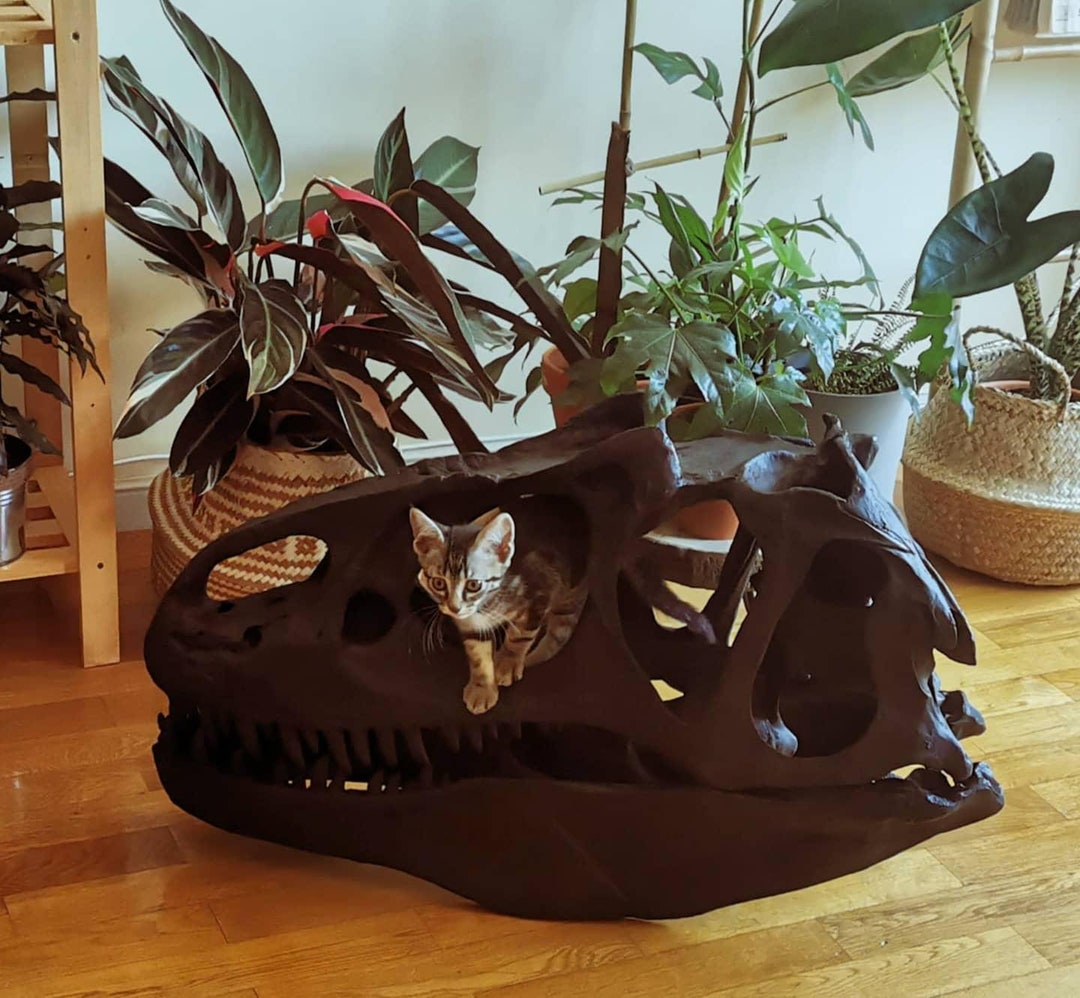 Primalbeasts ALLOSAURUS Adult Skull - Replica - Paleontology ...