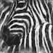 Zebra, Square Print, Animal Prints, Wall Art, Home Decor Prints, Zebra ...